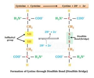 Amino Acids MCQ with Answer Key | EasyBiologyClass