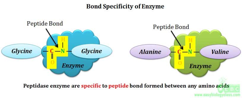What is Enzyme Substrate Specificity? | EasyBiologyClass