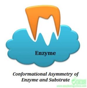 What is Enzyme Substrate Specificity? | EasyBiologyClass