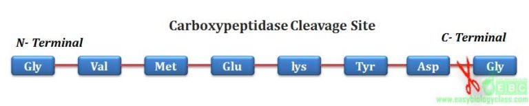 What is Enzyme Substrate Specificity? | EasyBiologyClass