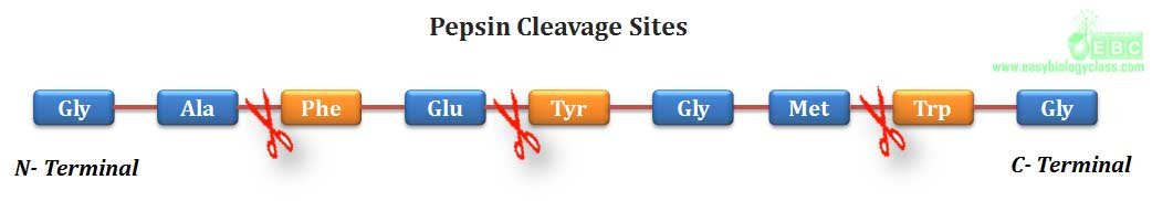What is Enzyme Substrate Specificity? | EasyBiologyClass