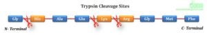 What is Enzyme Substrate Specificity? | EasyBiologyClass