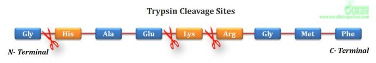 What is Enzyme Substrate Specificity? | EasyBiologyClass