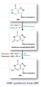 Purine & Pyrimidine Synthesis (de-novo) | EasyBiologyClass