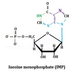 Purine & Pyrimidine Synthesis (de-novo) | EasyBiologyClass