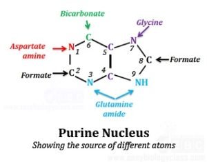 Purine & Pyrimidine Synthesis (de-novo) | EasyBiologyClass