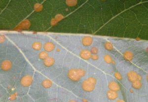 Characteristics of Algae | EasyBiologyClass