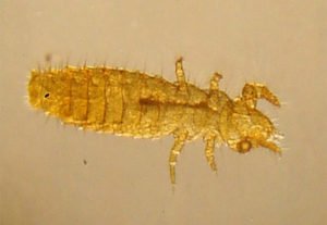 Entognatha Characteristics | EasyBiologyClass