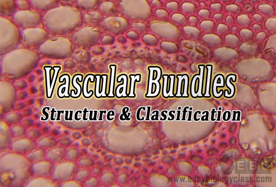 Types of Vascular Bundles | EasyBiologyClass