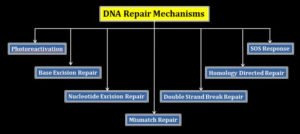 What is DNA Repair? How to Repair DNA Damage? | EasyBiologyClass