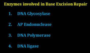 What is Base Excision Repair Pathway? | EasyBiologyClass