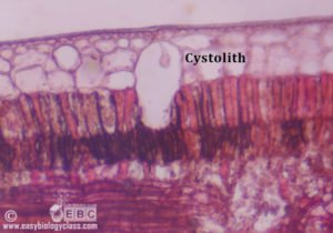 Secretory Tissue in Plants | EasyBiologyClass