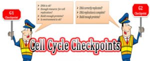 Regulation of Cell Cycle by 3 Checkpoints | EasyBiologyClass