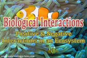Interactions in an ecosystem PPT Example | Easy Biology Class