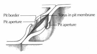 Pits in Plants | EasyBiologyClass