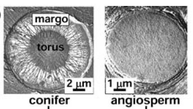 Pits in Plants | EasyBiologyClass