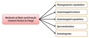 Fungi General Characteristics | EasyBiologyClass