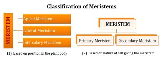 Classification of Meristematic Tissue | EasyBiologyClass