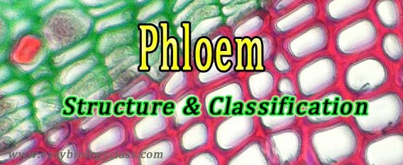 Components of Phloem | EasyBiologyClass