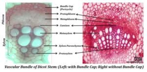 Primary Structure of Dicot Stem | EasyBiologyClass
