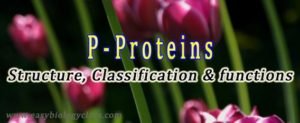 P Proteins| EasyBiologyClass