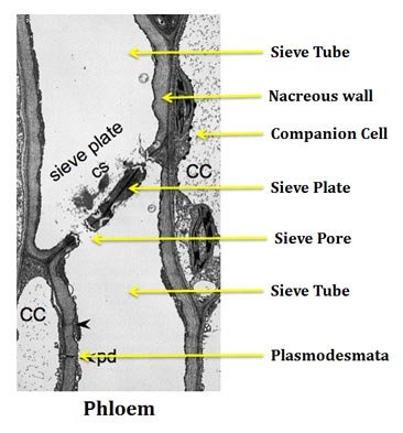 What are the Components of Phloem? | easybiologyclass