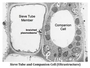 Components of Phloem | EasyBiologyClass