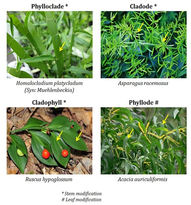 Ecological Adaptations of Xerophytes (PPT) | EasyBiologyClass