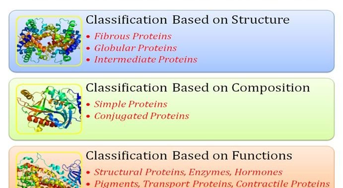 Protein Classification Easy Biology Class