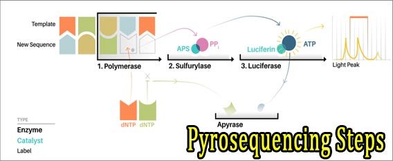 DBT BET 2017 Practice Model Questions + Key | EasyBiologyClass