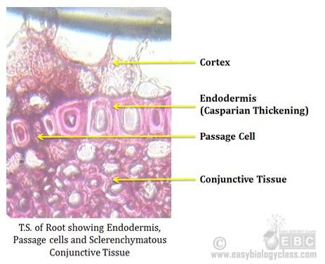 Endodermis Plant Roots