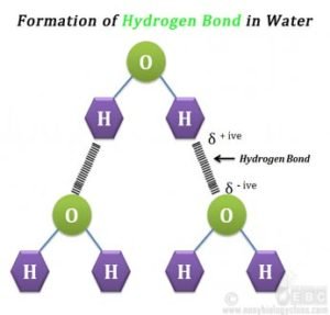 Formation of Hydrogen Bonds in Water | EasyBiologyClass