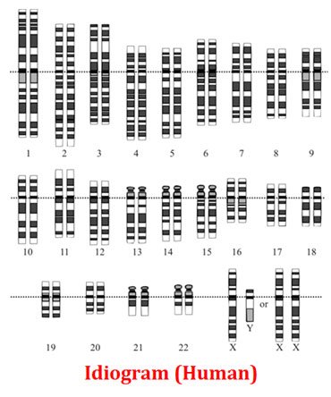 Karyotype Analysis of Human Chromosome | EasyBiologyClass