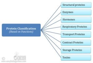 How Proteins are Classified? (Biochemistry Notes) | EasyBiologyClass