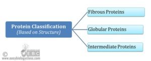 How Proteins are Classified? (Biochemistry Notes) | EasyBiologyClass