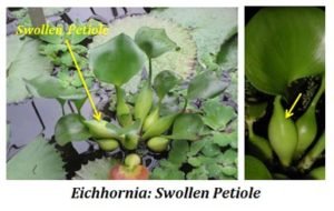 Adaptations of Hydrophytes (PPT) | EasyBiologyClass
