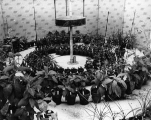 Gamma Garden | EasyBiologyClass