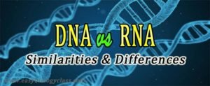 Difference between ssDNA vs dsDNA (Table) | Easy Biology Class