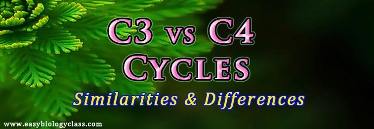 Difference between C3 and C4 Cycles | EasyBiologyClass