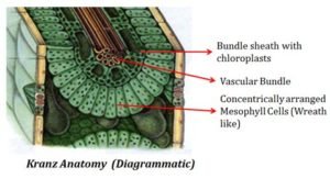 Difference between Mesophyll and Bundle Sheath Cells | EasyBiologyClass