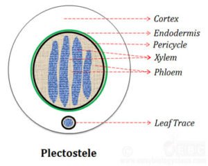 Stelar Evolution in Pteridophytes | EasyBiologyClass