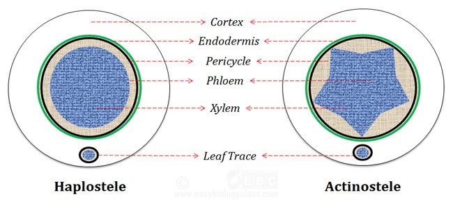 Stelar Evolution in Pteridophytes + PPT | easybiologyclass