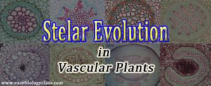Stelar Evolution in Pteridophytes | EasyBiologyClass