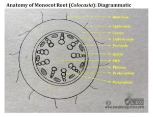 Monocot Root Diagram | EasyBiologyClass