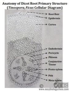 Difference between Root and Stem Anatomy | EasyBiologyClass