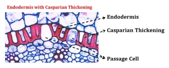 Anatomy of Dicot Root | EasyBiologyClass