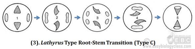 Root Stem Transition | EasyBiologyClass