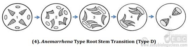 Root Stem Transition | EasyBiologyClass