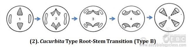 Root Stem Transition | EasyBiologyClass