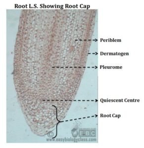 Anatomy of Dicot Root | EasyBiologyClass